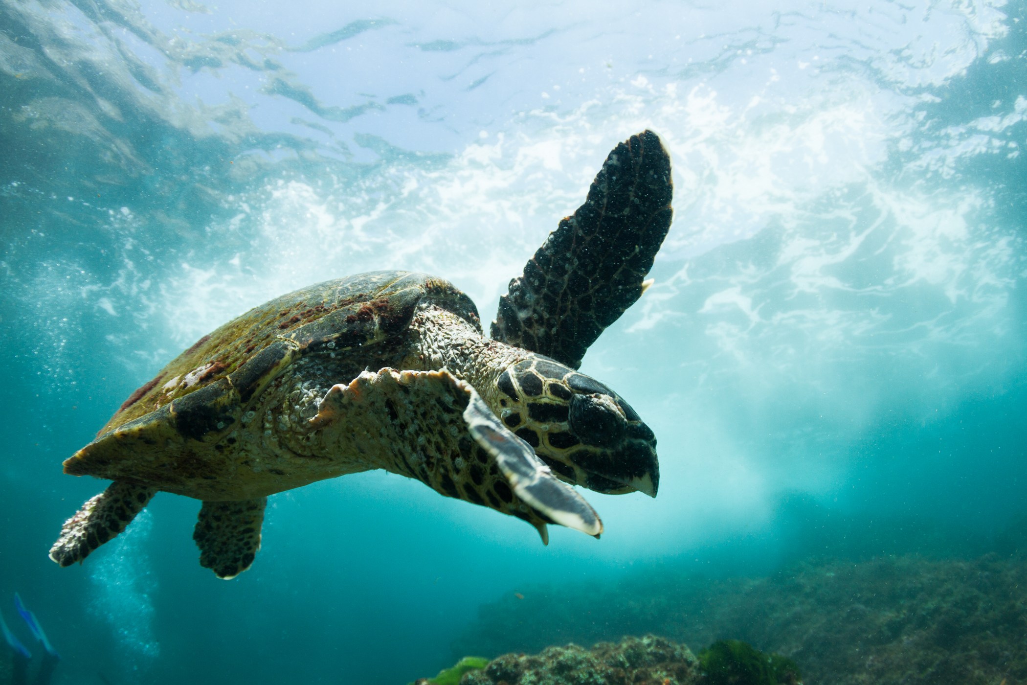 Sea turtle workshop + Snorkelling | Byron Bay Dive Centre